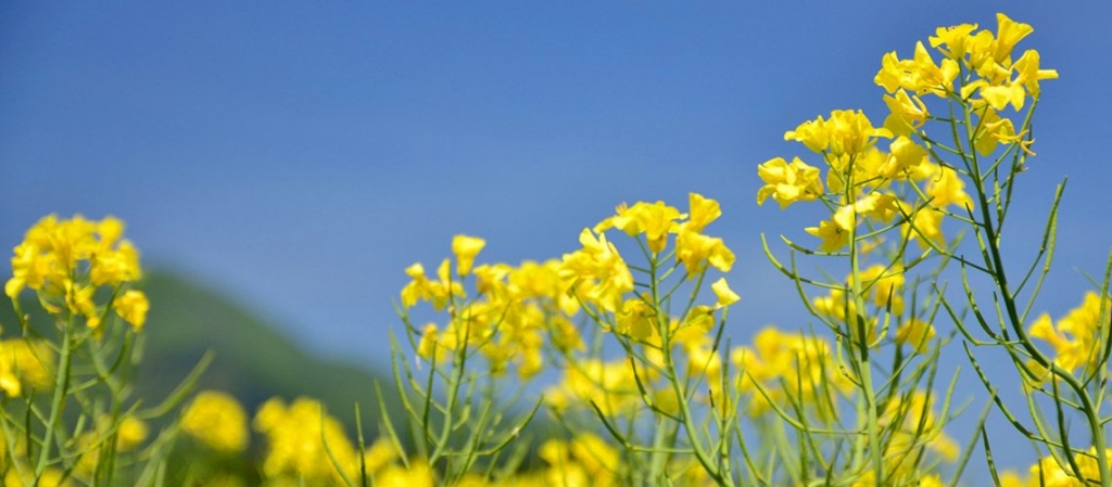 新商品のご紹介【olu olu oil】オルオル | hair trees 武蔵小杉店